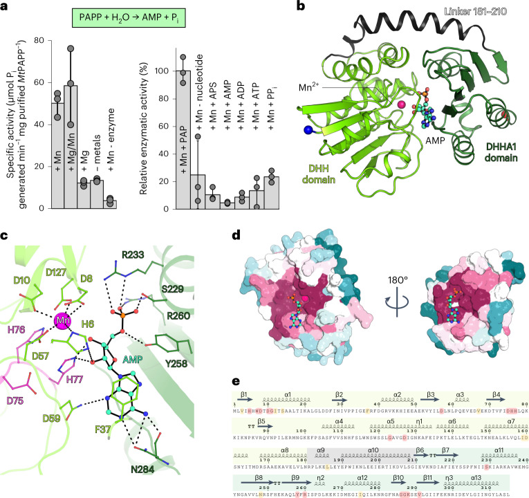 Assimilatory sulfate reduction in the marine methanogen Methanothermococcus thermolithotrophicus ...