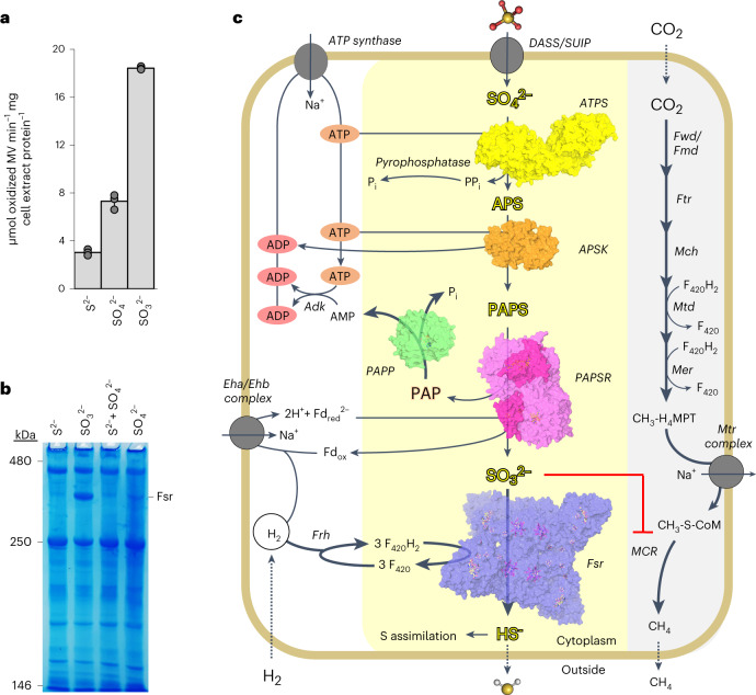 Assimilatory sulfate reduction in the marine methanogen Methanothermococcus thermolithotrophicus ...