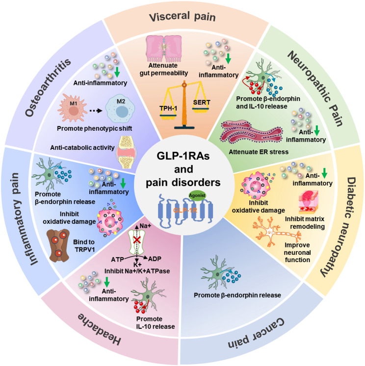 Advances in GLP-1 receptor agonists for pain treatment and their future ...