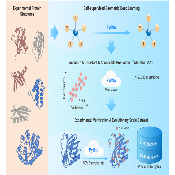 Structure-based self-supervised learning enables ultrafast protein stability prediction upon ...
