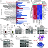 NSUN5/TET2-directed chromatin-associated RNA modification of 5-methylcytosine to 5 ...