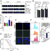NSUN5/TET2-directed chromatin-associated RNA modification of 5-methylcytosine to 5 ...