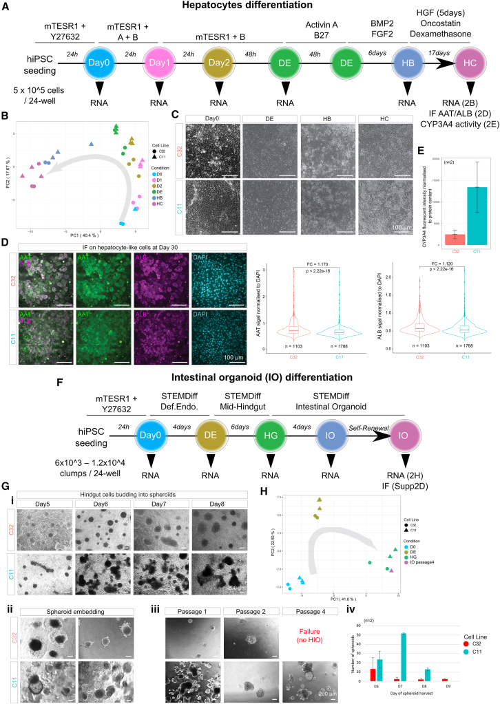 MIXL1 activation in endoderm differentiation of human induced pluripotent stem cells - PMC