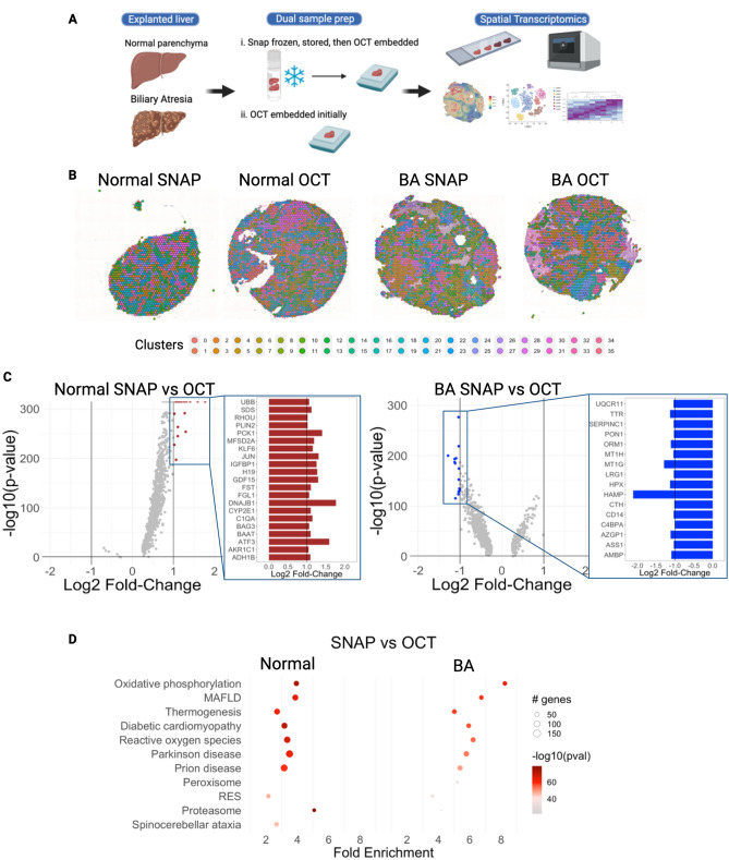 Technical optimization of spatially resolved single-cell transcriptomic datasets to study ...