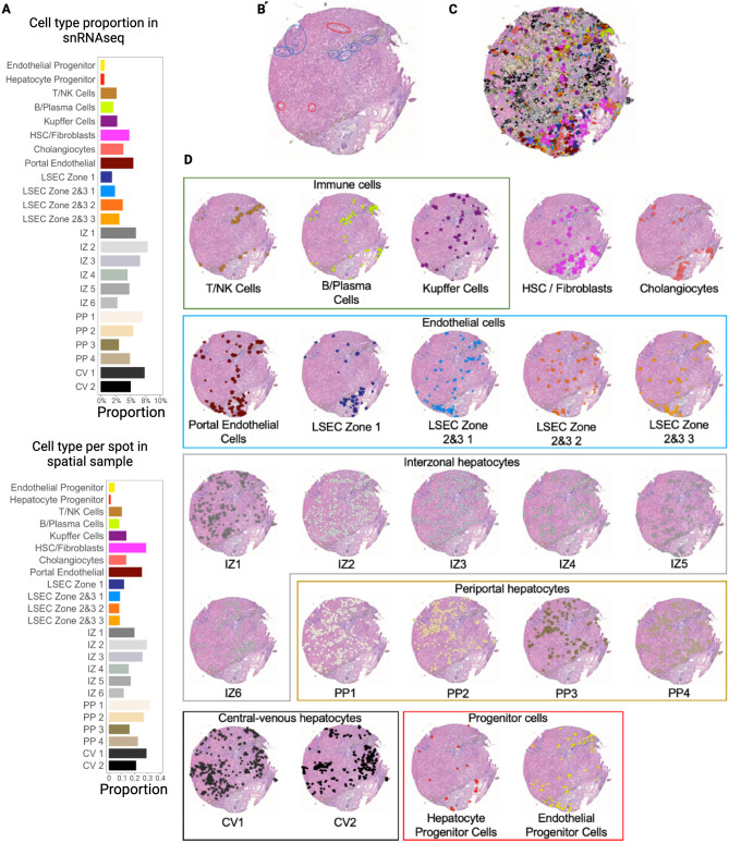 Technical optimization of spatially resolved single-cell transcriptomic datasets to study ...