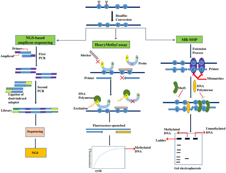The common bisulfite-conversion-based techniques to analyze DNA methylation in human cancers - PMC