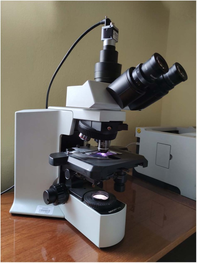 A high-resolution large-scale dataset of pathological and normal white blood cells - PMC