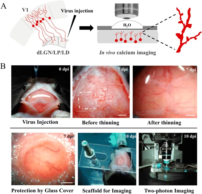 In Vivo Two-photon Calcium Imaging in Dendrites of Rabies Virus-labeled ...