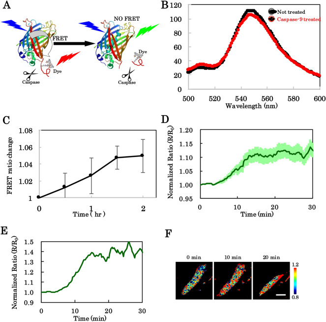Live imaging of apoptotic signaling flow using tunable combinatorial FRET-based bioprobes for ...