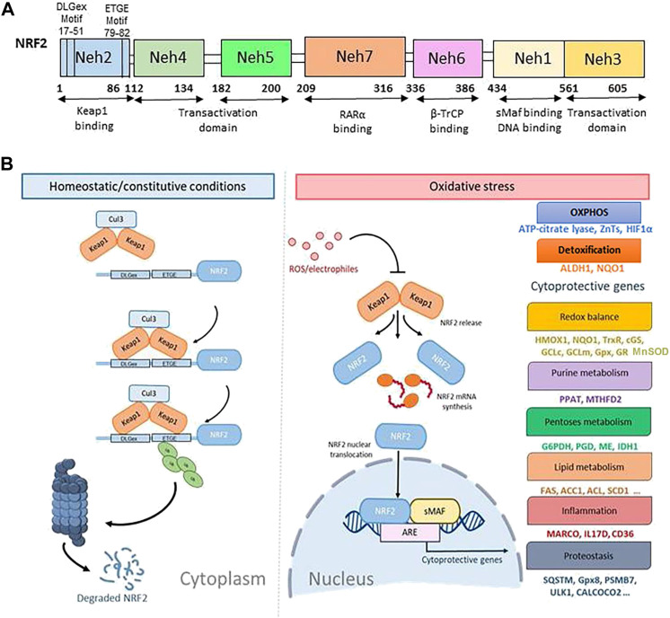 Nrf2 A Crucial Regulator For Mitochondrial Metabolic Shift And