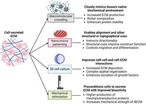 Decellularized Cell‐Secreted Extracellular Matrices as Biomaterials for Tissue Engineering - PMC
