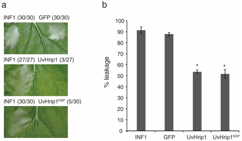 The Conserved Effector UvHrip1 Interacts with OsHGW and Infection of ... The Conserved Effector UvHrip1 Interacts with OsHGW and Infection of ...