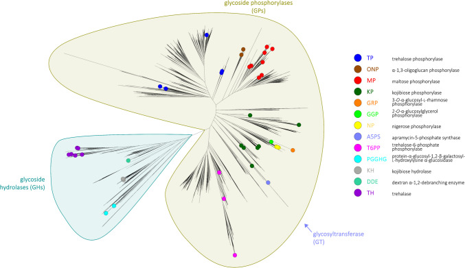 The many functions of carbohydrate-active enzymes in family GH65: diversity and application - PMC