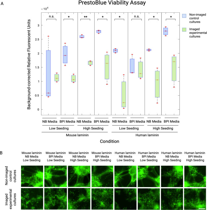 Optimizing the in vitro neuronal microenvironment to mitigate phototoxicity in live-cell imaging ...