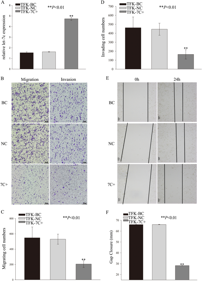 Let-7c inhibits cholangiocarcinoma growth but promotes tumor cell ...