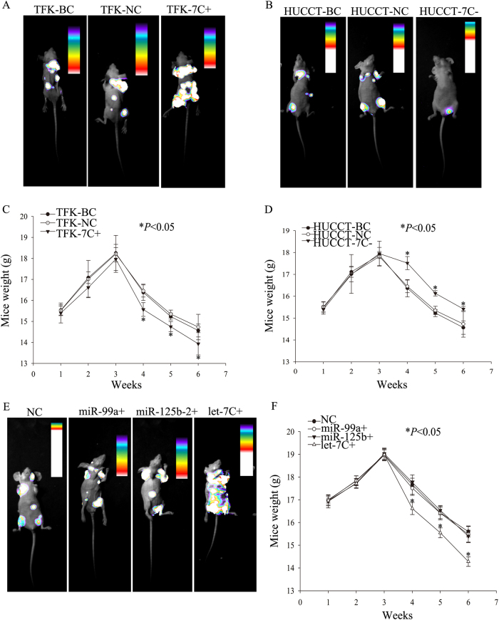 Let-7c inhibits cholangiocarcinoma growth but promotes tumor cell ...