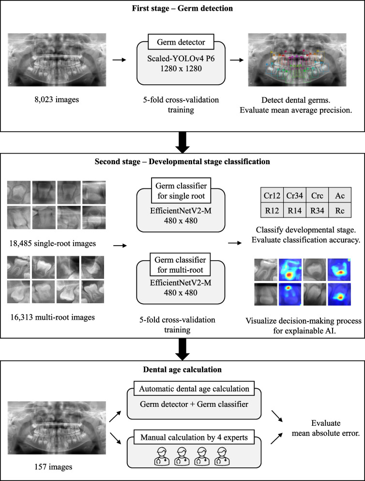 Automatic dental age calculation from panoramic radiographs using deep learning: a two-stage ...