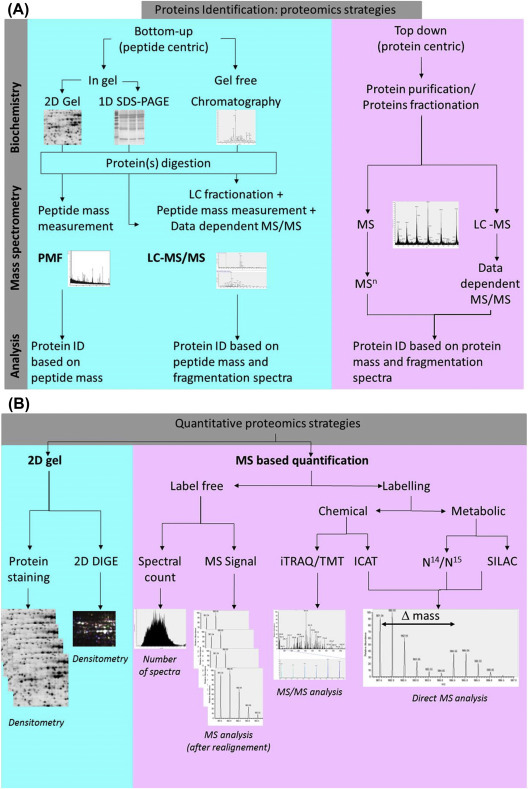 Proteomics and Host–Pathogen Interactions: A Bright Future? - PMC