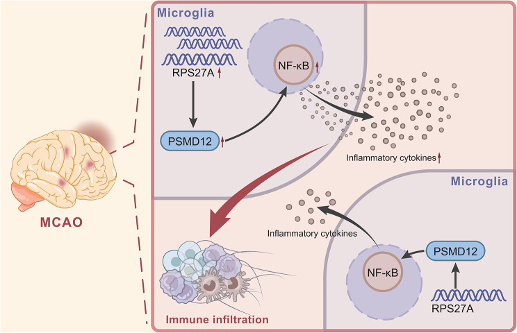 Modulating the RPS27A/PSMD12/NF-κB pathway to control immune response in mouse brain ischemia ...