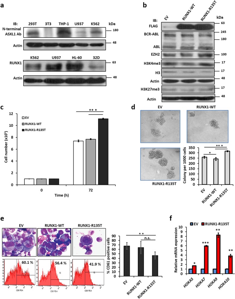RUNX1 mutations promote leukemogenesis of myeloid malignancies in ASXL1-mutated leukemia - PMC