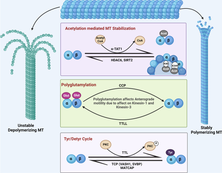Microtubule acetylation dyshomeostasis in Parkinson’s disease - PMC
