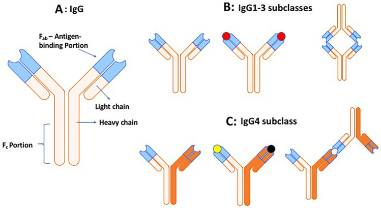 Autoimmune Neurological Disorders with IgG4 Antibodies: a Distinct ...