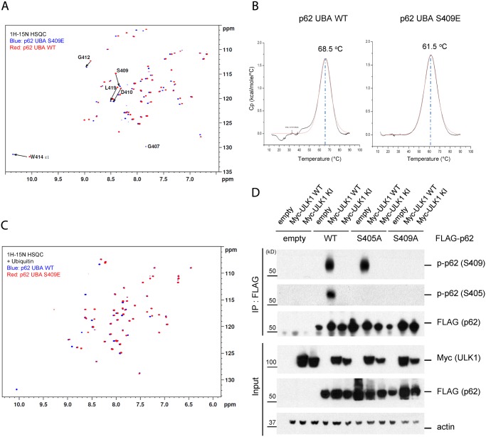 Proteotoxic Stress Induces Phosphorylation Of P62 Sqstm1 By Ulk1 To