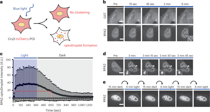 Phase separation properties of RPA combine high-affinity ssDNA binding with dynamic condensate ...