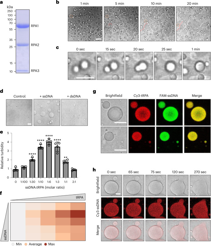 Phase separation properties of RPA combine high-affinity ssDNA binding with dynamic condensate ...