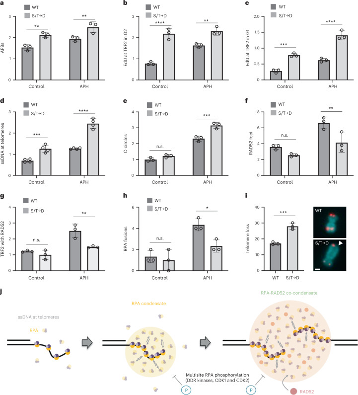 Phase separation properties of RPA combine high-affinity ssDNA binding with dynamic condensate ...
