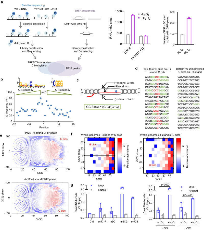 The RNA m5C modification in R-loops as an off switch of Alt-NHEJ - PMC