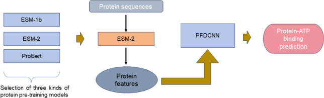 Accurate prediction of protein–ATP binding sites based on a protein ...