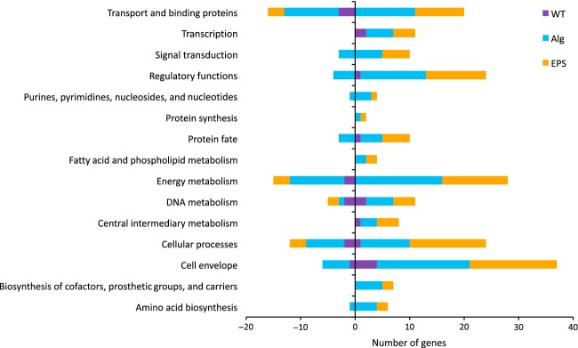 Colony Morphology And Transcriptome Profiling Of Pseudomonas Putida