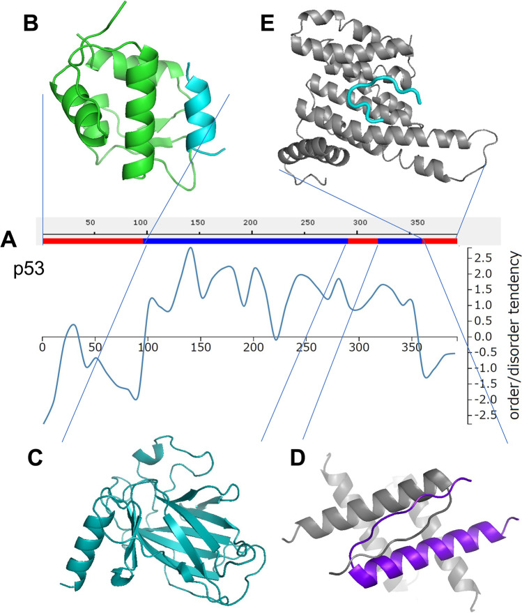 Potential of rescue and reactivation of tumor suppressor p53 for cancer therapy - PMC