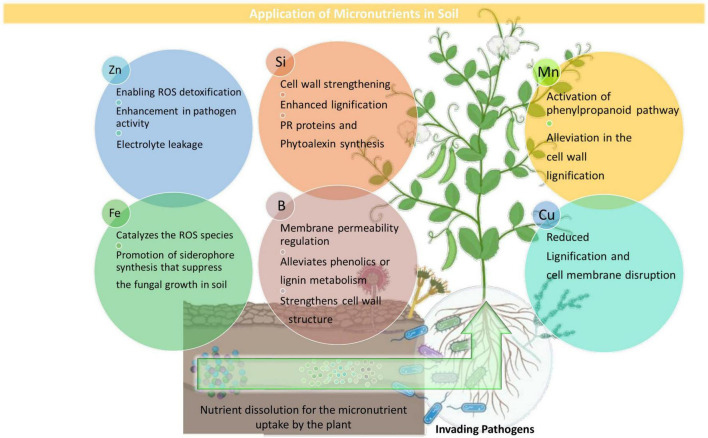 Plant mineral nutrition and disease resistance: A significant linkage ...