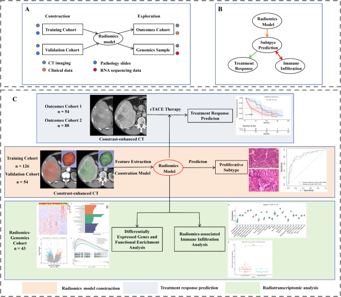 Radiomic features at contrast-enhanced CT predict proliferative hepatocellular carcinoma and its ...