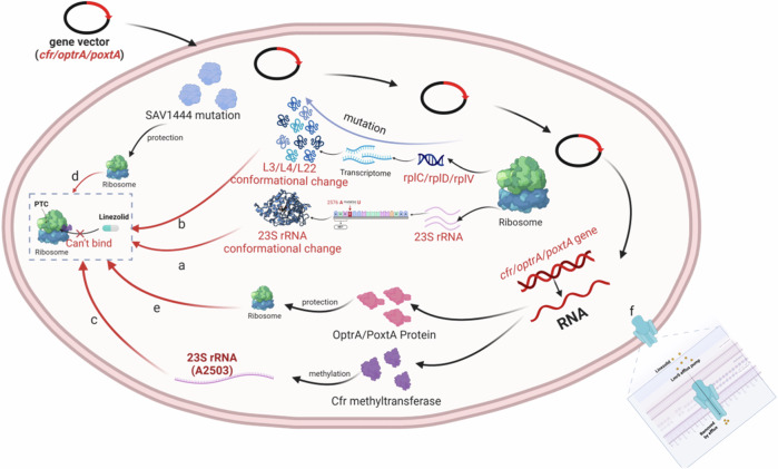Resistance to linezolid in Staphylococcus aureus by mutation, modification, and acquisition of ...