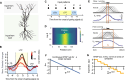 A simple model for Behavioral Time Scale Synaptic Plasticity (BTSP) provides content addressable ...