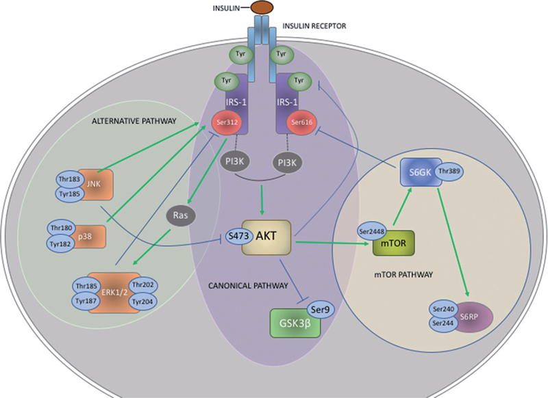 Extracellular Vesicle Biomarkers Track Cognitive Changes Following ... Extracellular Vesicle Biomarkers Track Cognitive Changes Following ...