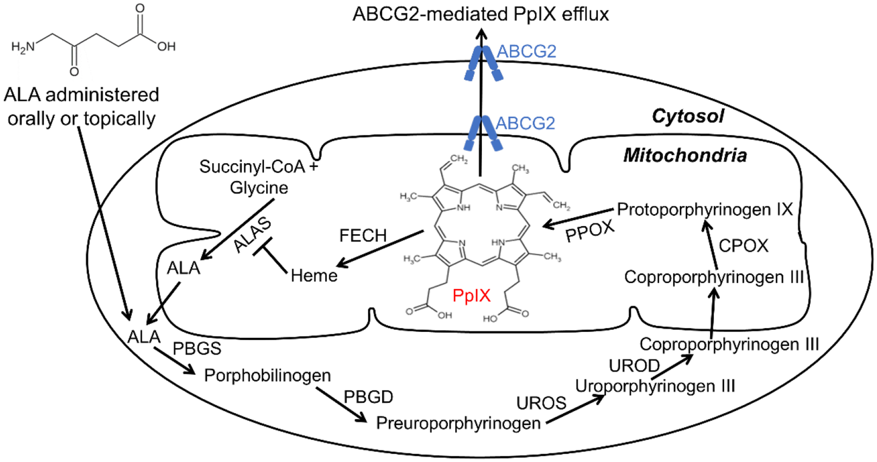 Targeting Abcg2 Transporter To Enhance 5 Aminolevulinic Acid For Tumor