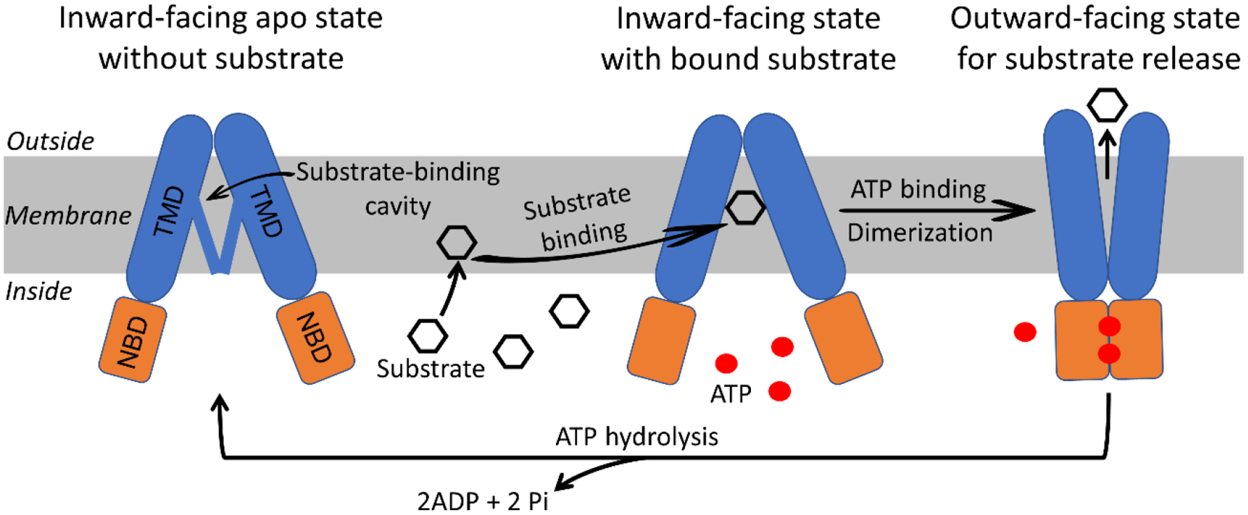 Targeting Abcg2 Transporter To Enhance 5 Aminolevulinic Acid For Tumor