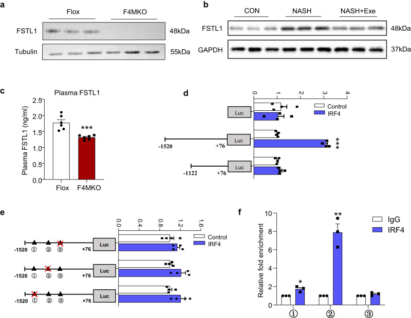 Metabolic crosstalk between skeletal muscle cells and liver through IRF4-FSTL1 in nonalcoholic ...