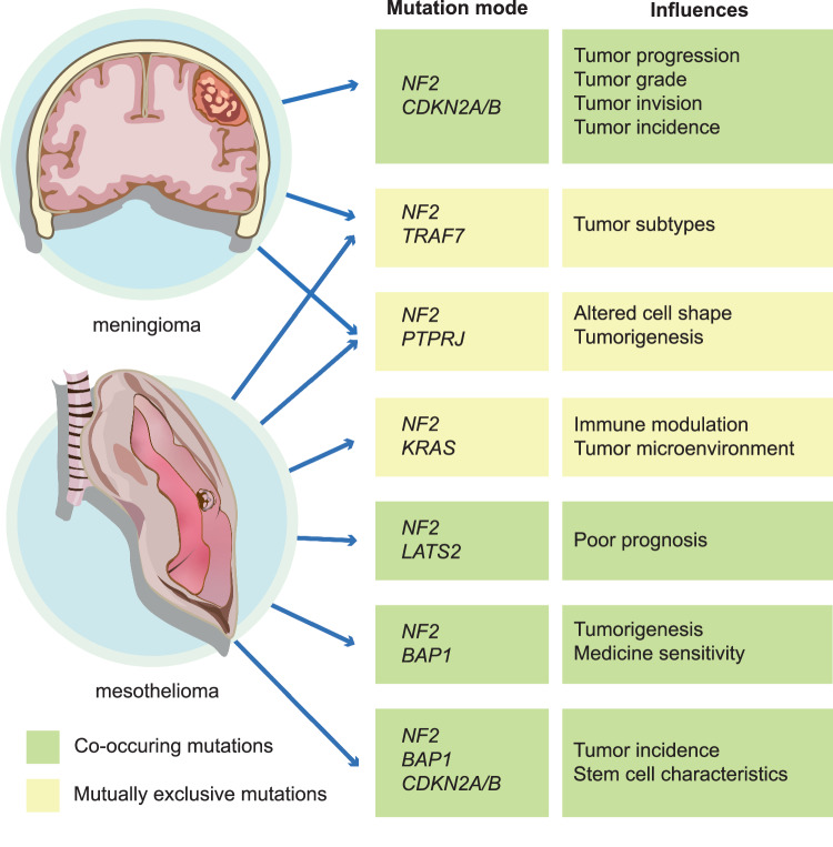 NF2: An underestimated player in cancer metabolic reprogramming and tumor immunity - PMC