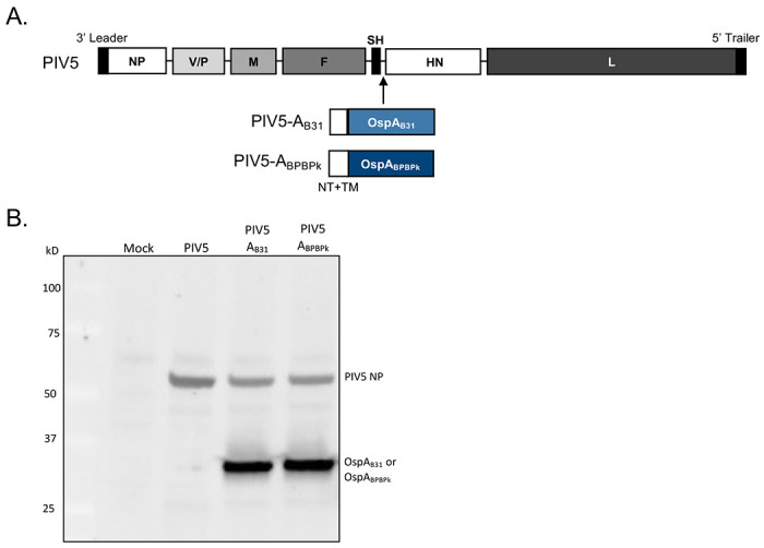 A parainfluenza virus 5 (PIV5)-vectored intranasal vaccine for Lyme disease provides long ...