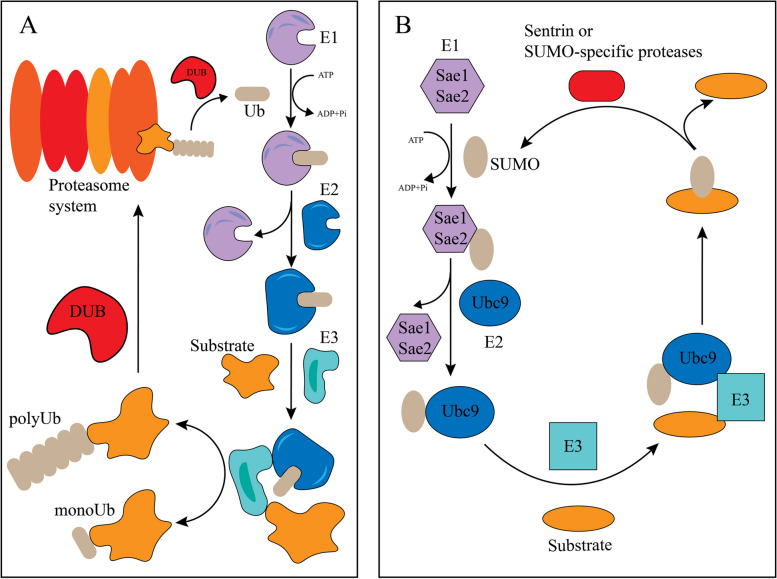 The Role Of Ubiquitin Conjugating Enzyme In The Process Of