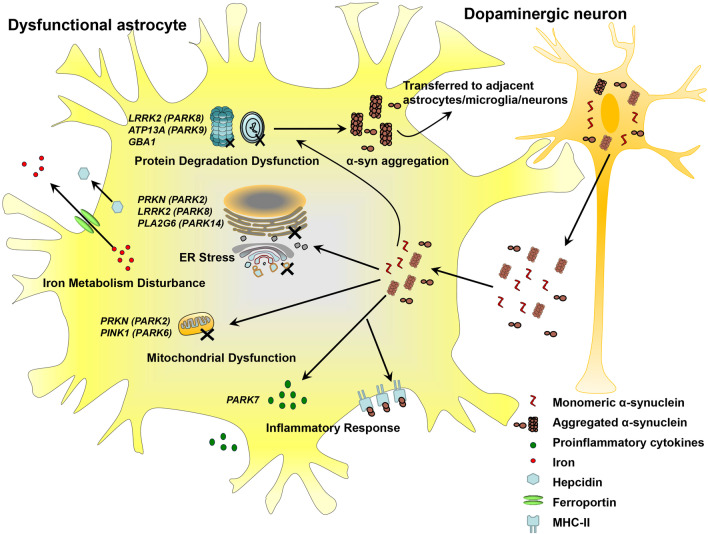Astrocyte dysfunction in Parkinson's disease: from the perspectives of transmitted α-synuclein ...