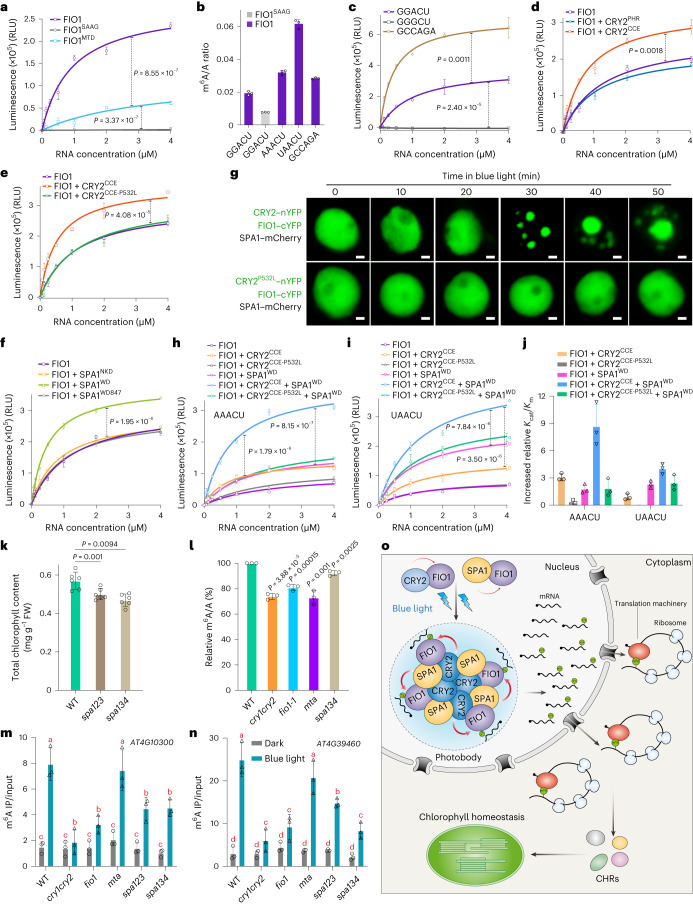 Light-induced LLPS of the CRY2/SPA1/FIO1 complex regulating mRNA methylation and chlorophyll ...