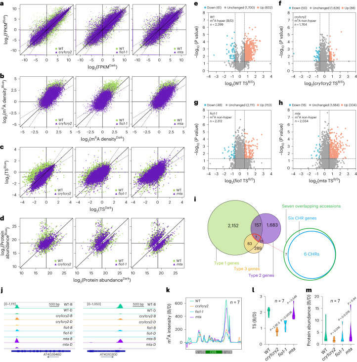Light-induced LLPS of the CRY2/SPA1/FIO1 complex regulating mRNA methylation and chlorophyll ...