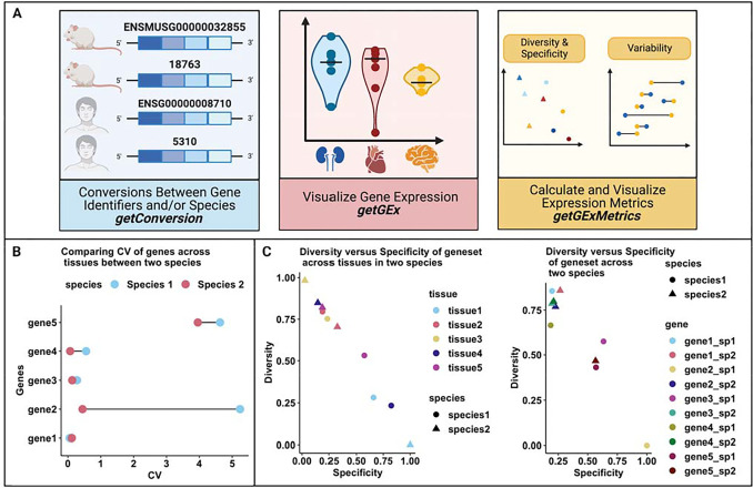 CoSIA: an R Bioconductor package for CrOss Species Investigation and Analysis - PMC