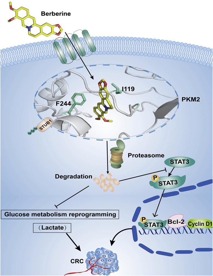 Chemoproteomics reveals berberine directly binds to PKM2 to inhibit the progression of ...